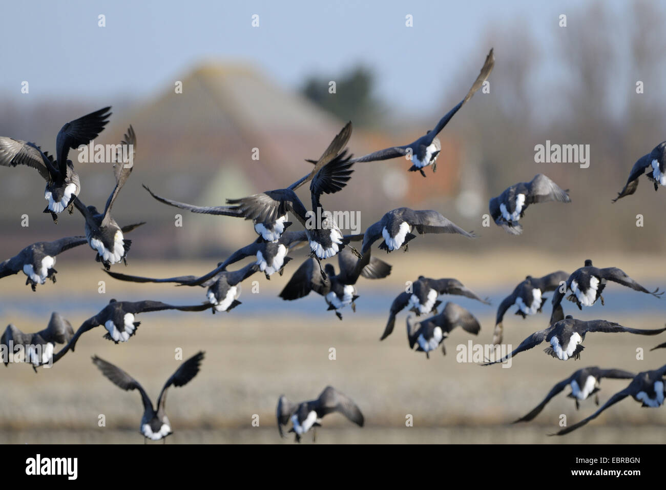 Brant Geese Bernicla In Flight Stock Photos & Brant Geese Bernicla In ...
