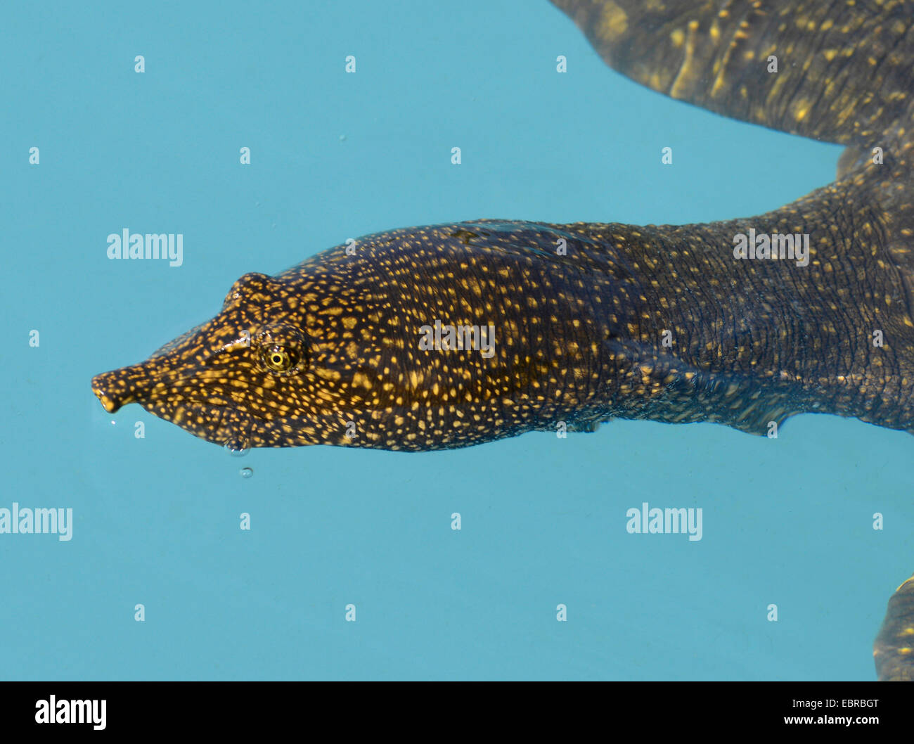 African softshell turtle, Nile softshell turtle (Trionyx triunguis ...