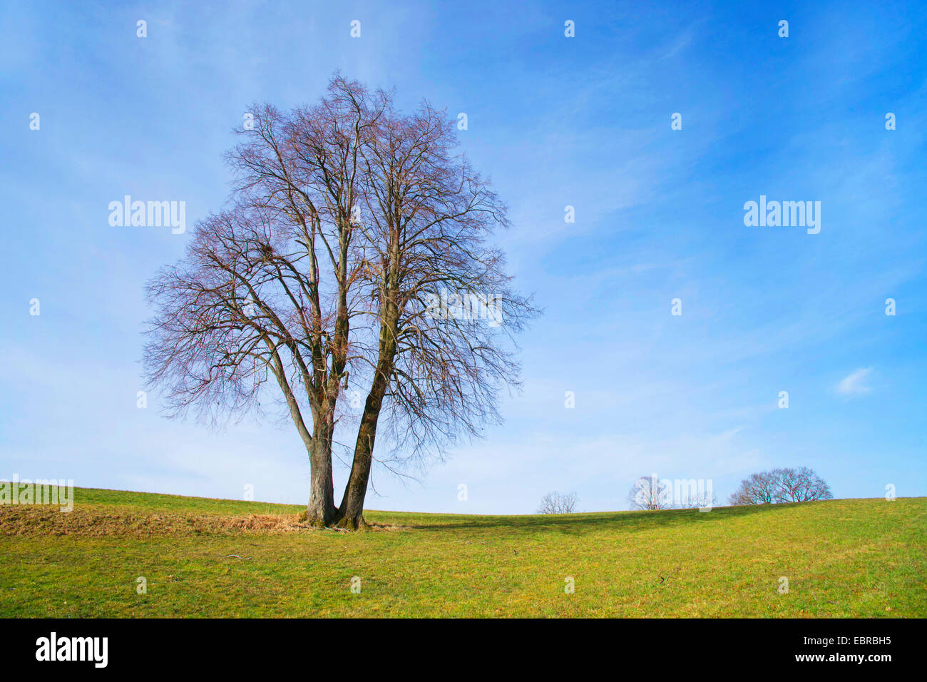 basswood, linden, lime tree (Tilia spec.), leafless double lime tree in ...