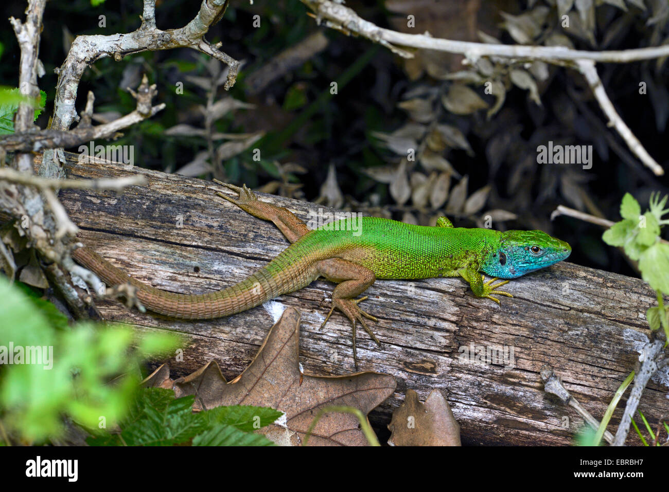 Eastern Green Lizard, European green lizard, Emerald lizard (Lacerta ...