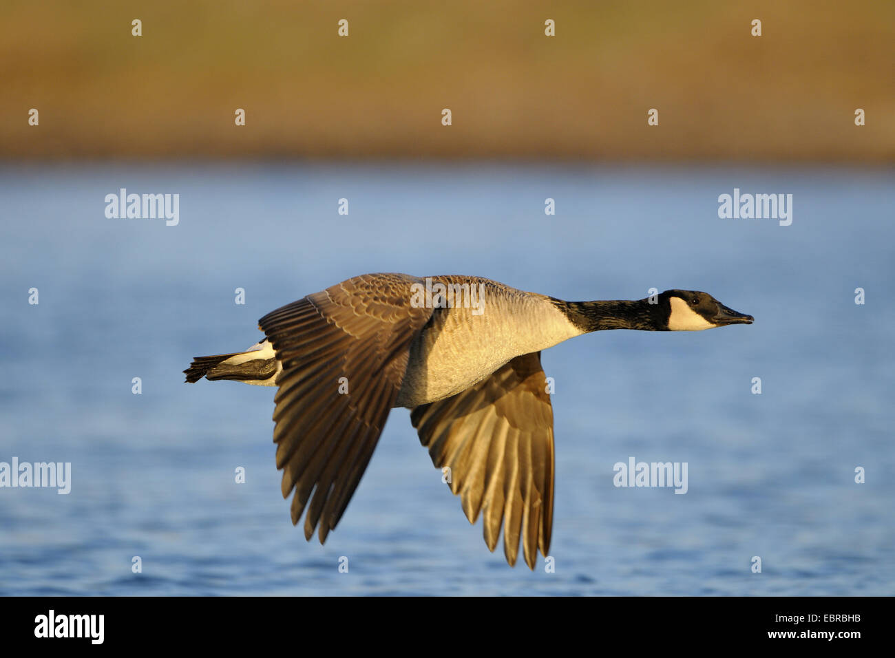 Canada goose canadensis adult starting hi-res stock photography and ...