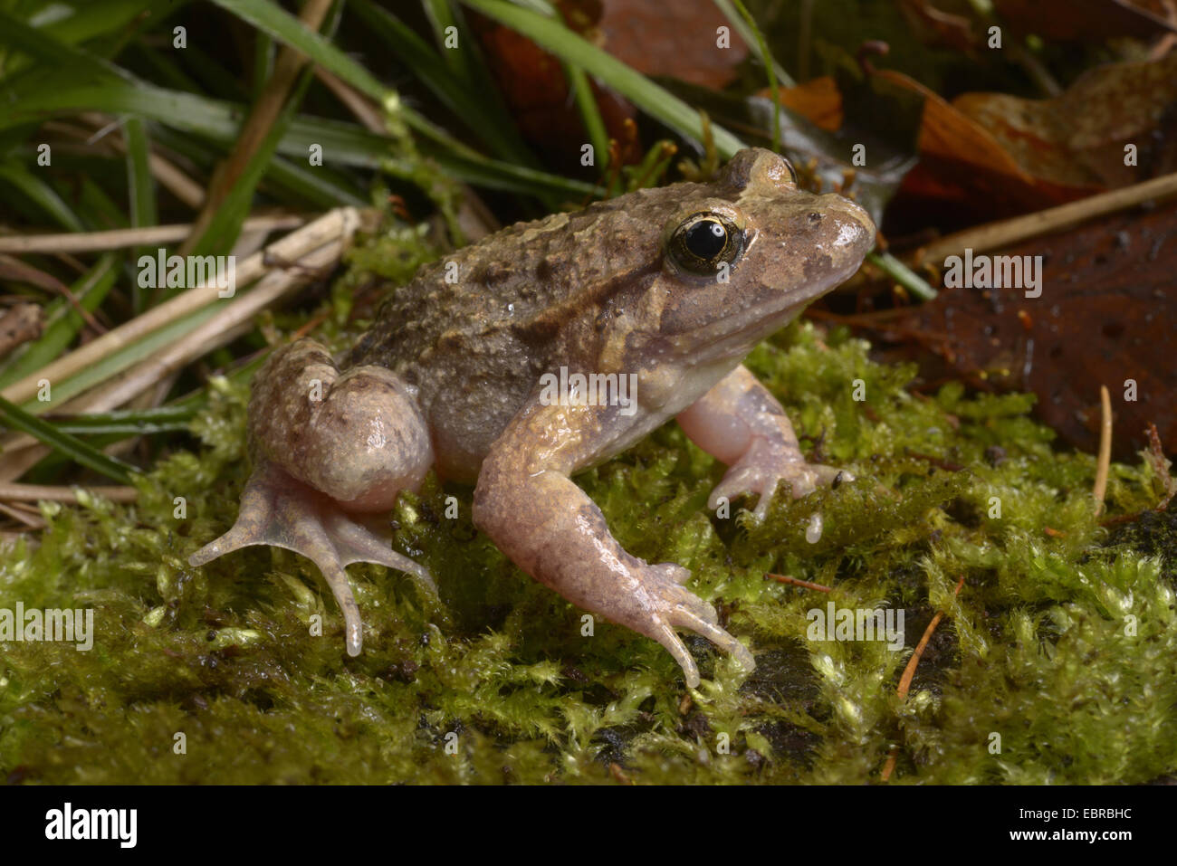 Tyrrhenian painted frog (Discoglossus sardus), sitting on moss, France ...