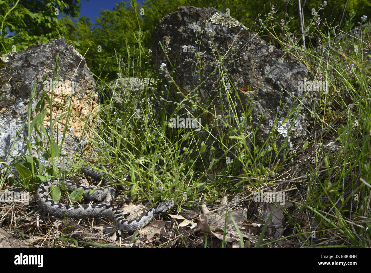Nose-horned viper, Horned viper, Long-nosed viper (Vipera ammodytes ...