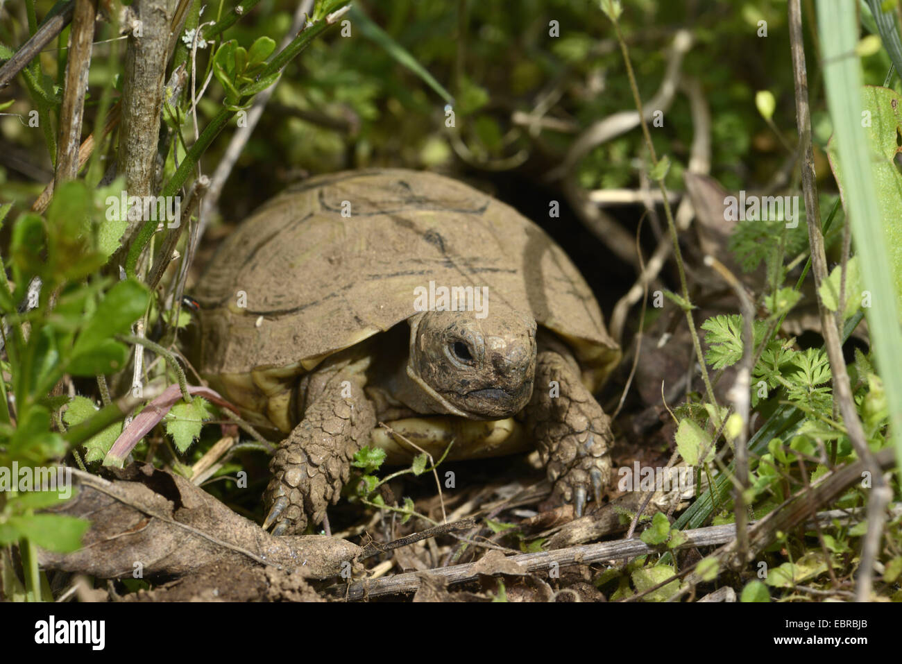Eurasian Spur-thighed tortoise, Mediterranean spur-thighed tortoise ...