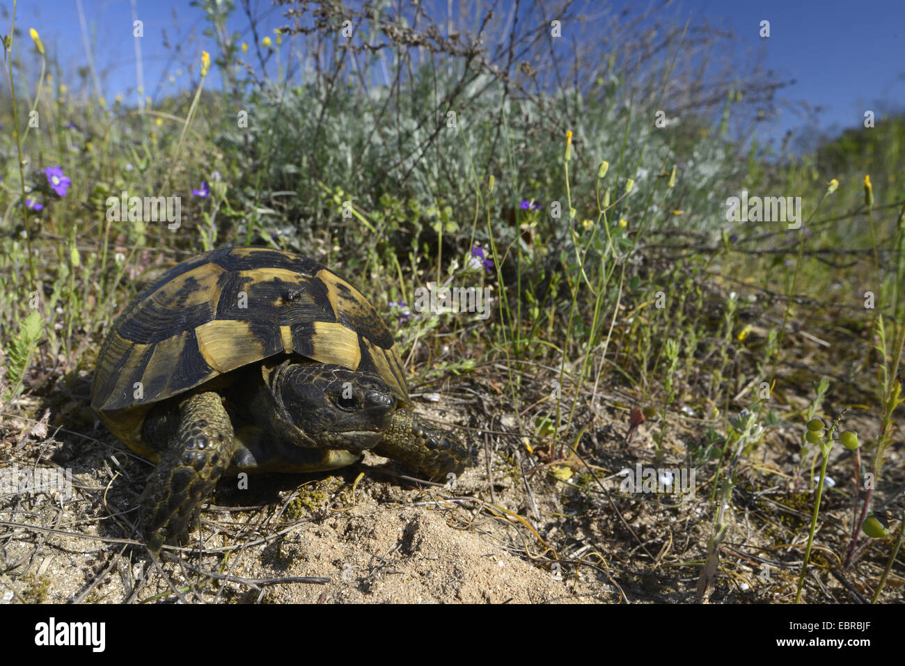 Eurasian Spur-thighed tortoise, Mediterranean spur-thighed tortoise ...