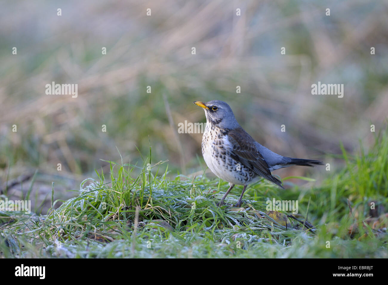 Frozen grass hi-res stock photography and images - Alamy