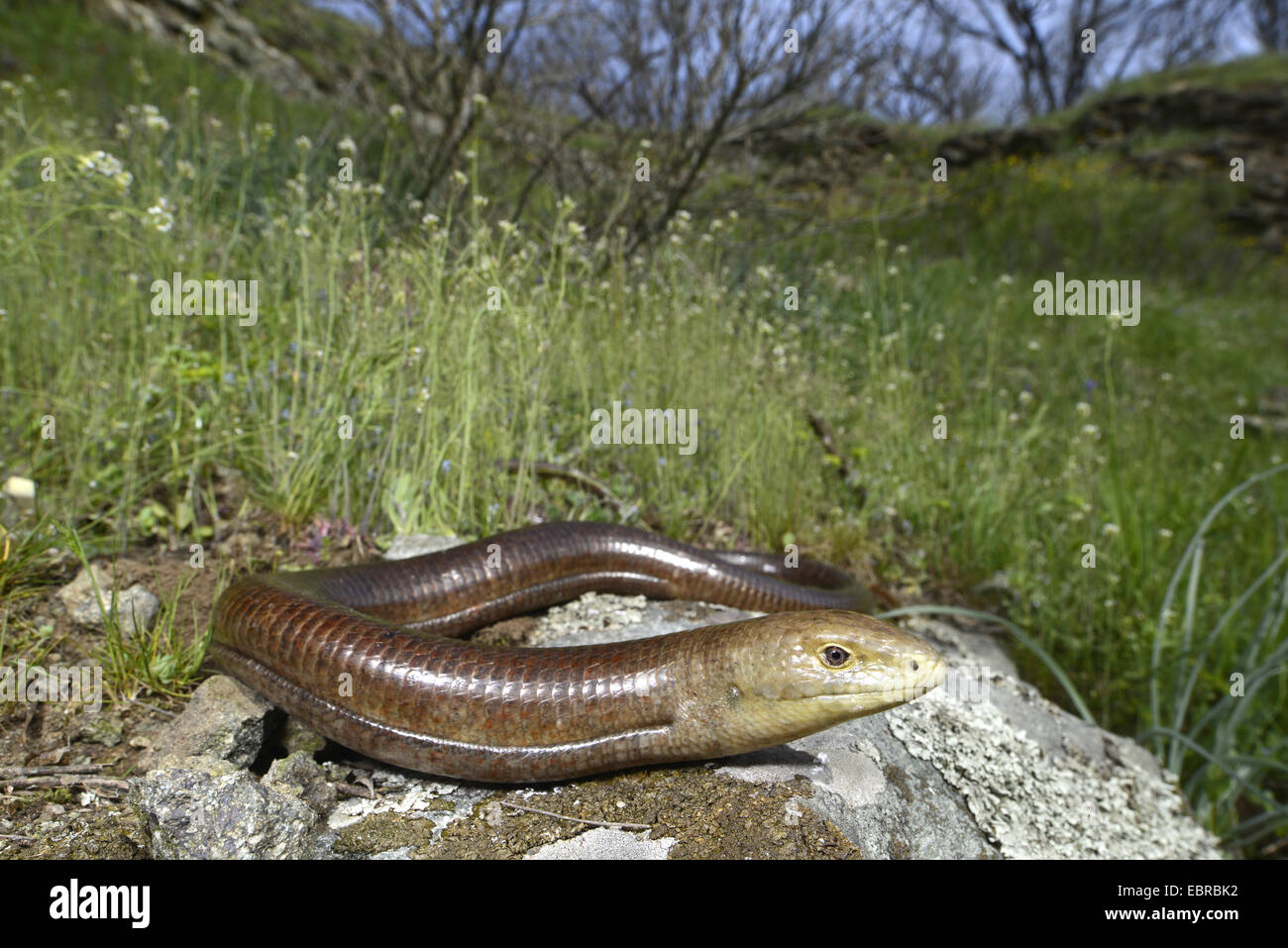 European glass lizard, armored glass lizard (Ophisaurus apodus ...