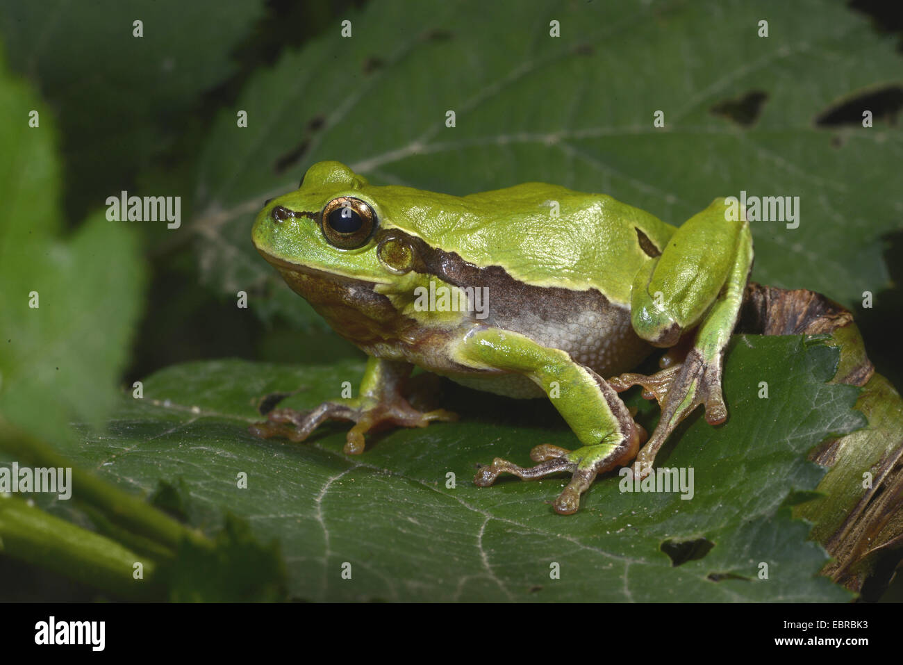 European treefrog, common treefrog, Central European treefrog (Hyla ...