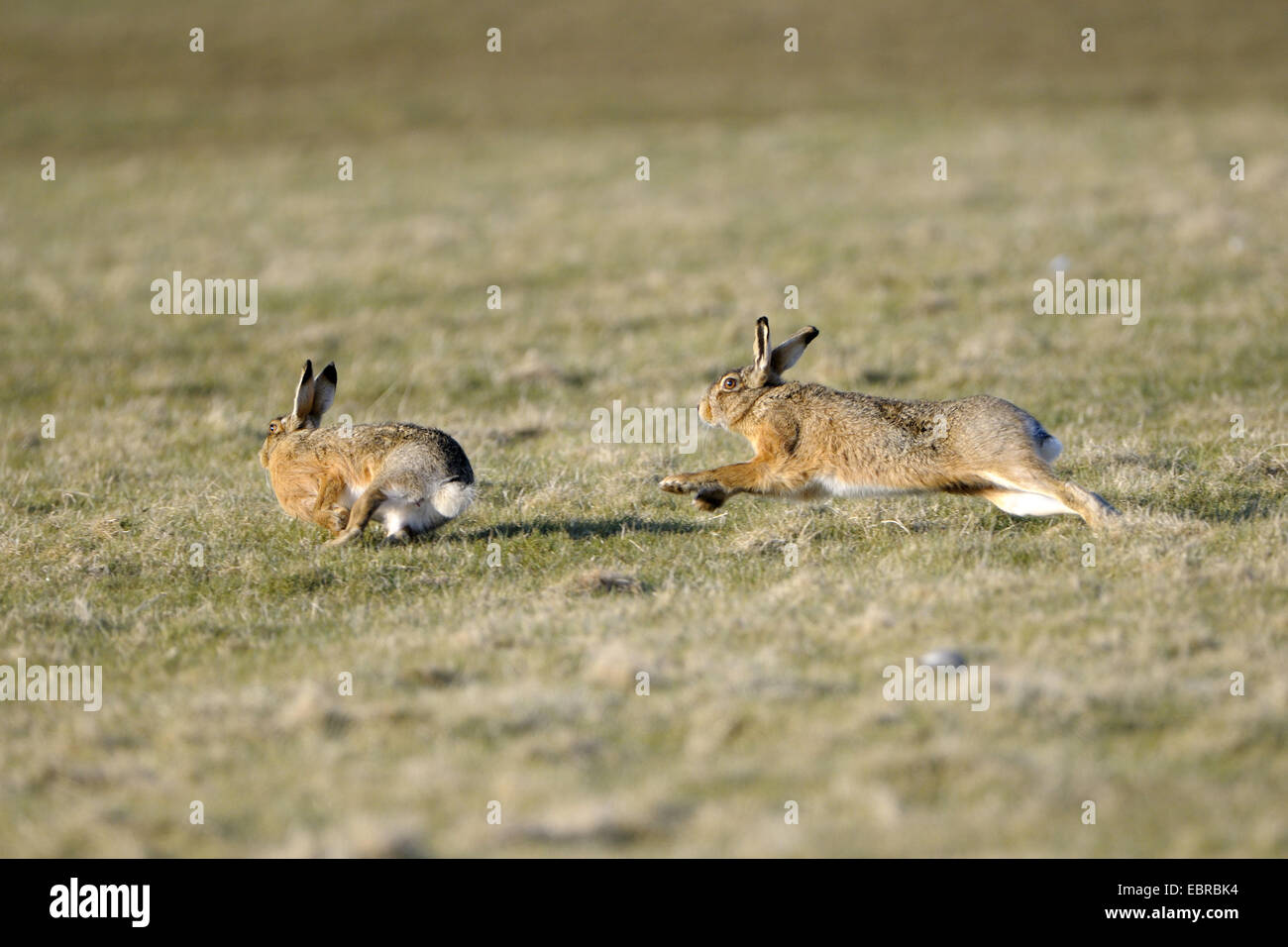 Two males chasing hi-res stock photography and images - Alamy