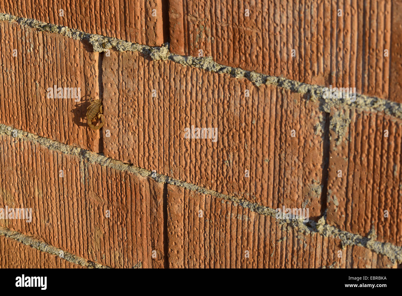 scorpion (Mesobuthus gibbosus), scorpion in a crevice, Turkey, Lycia ...