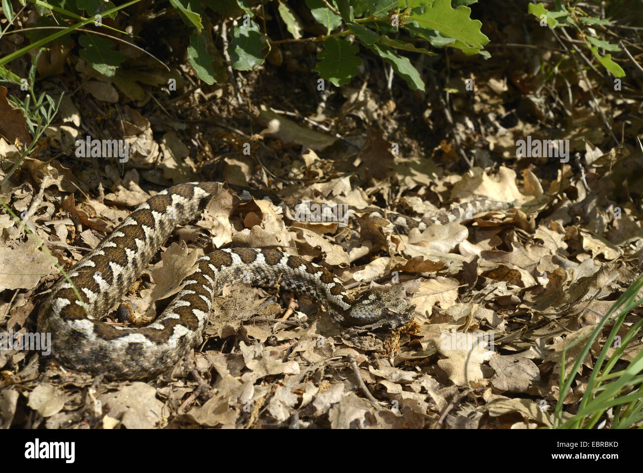 Nose-horned viper, Horned viper, Long-nosed viper (Vipera montandoni ...
