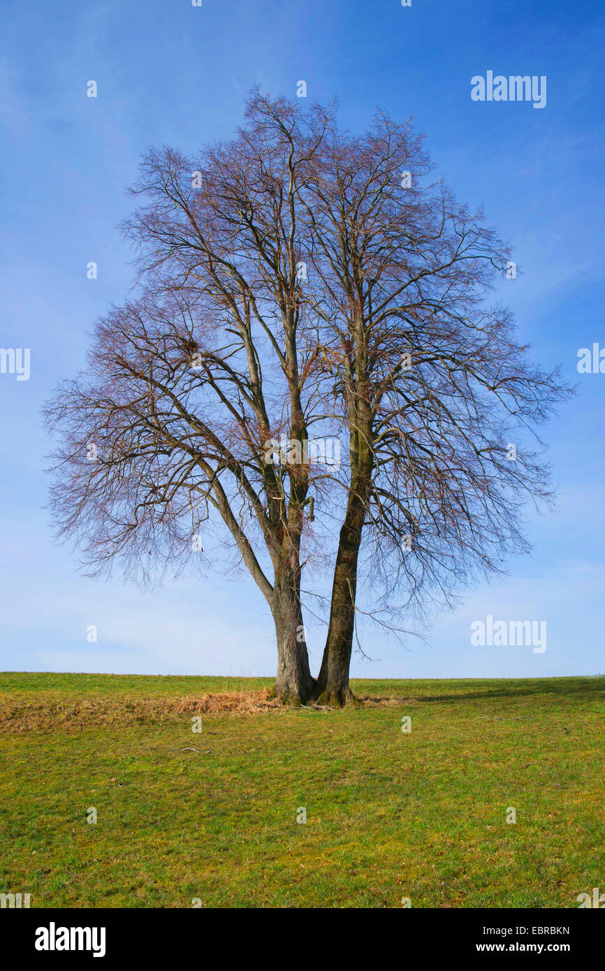 basswood, linden, lime tree (Tilia spec.), leafless double lime tree in ...