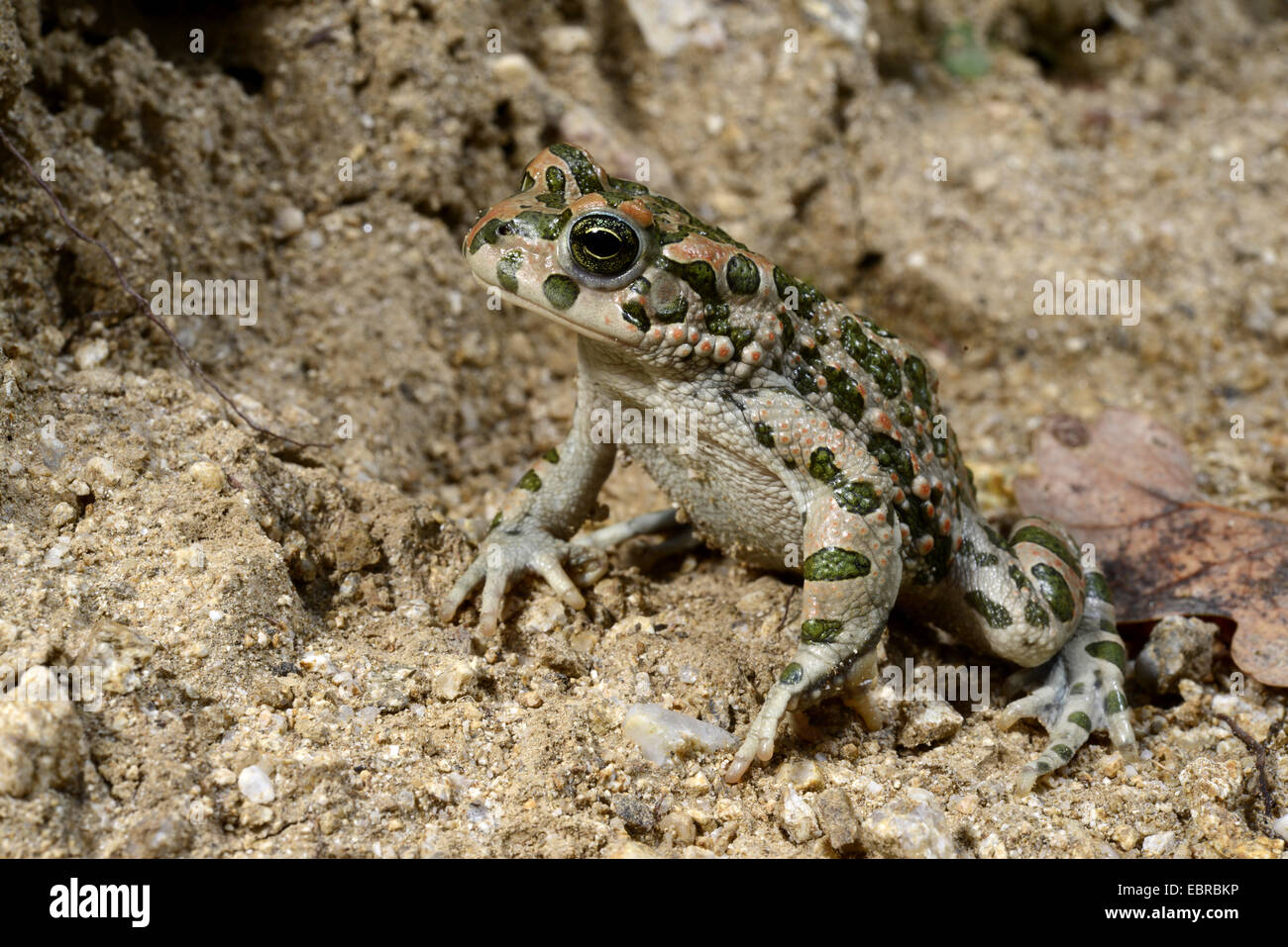 Eastern Green toad, Eastern Variegated toad (Bufo viridis variabilis, Bufo variabilis), in ...