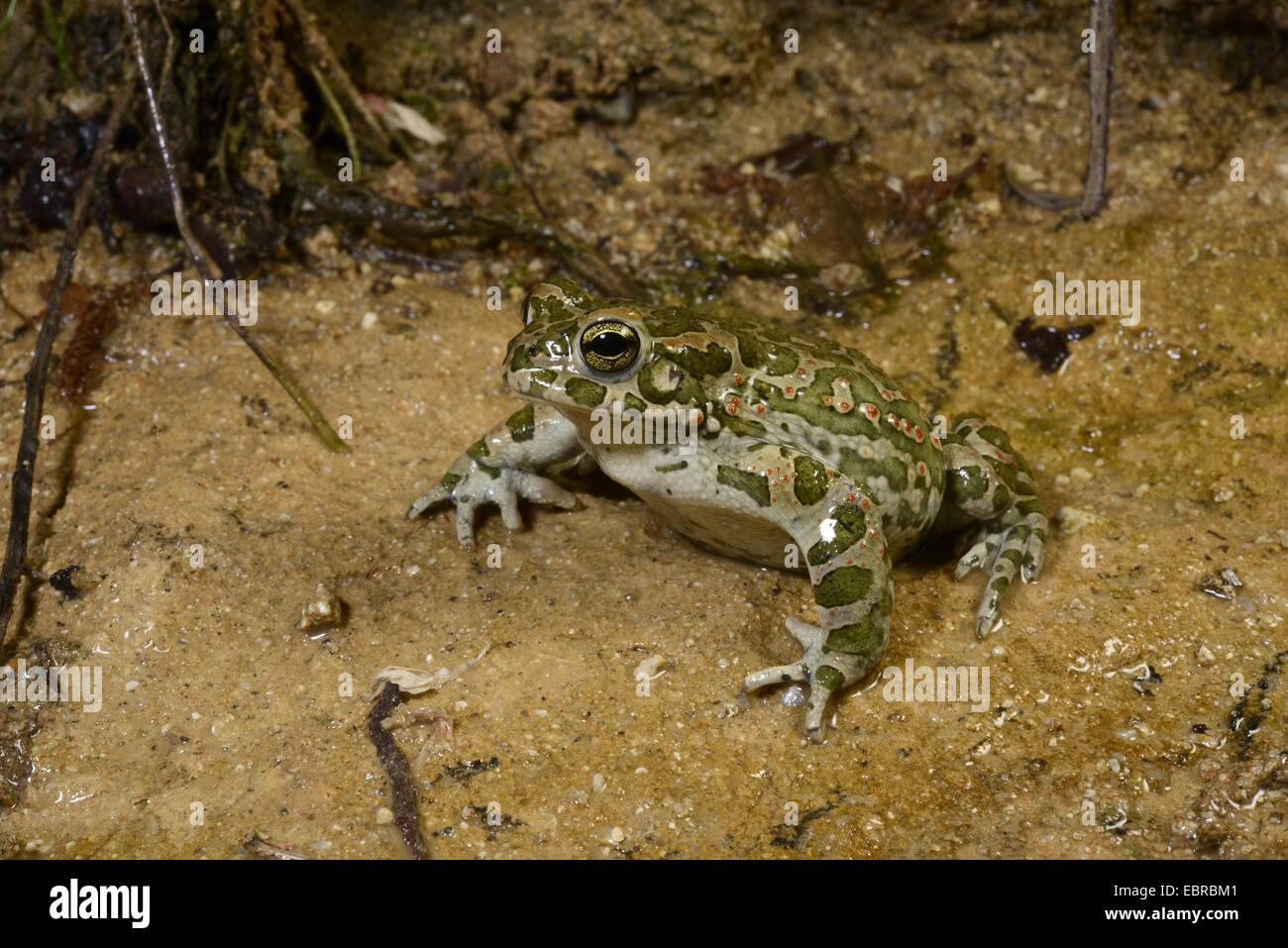Eastern Green toad, Eastern Variegated toad (Bufo viridis variabilis, Bufo variabilis), at the ...