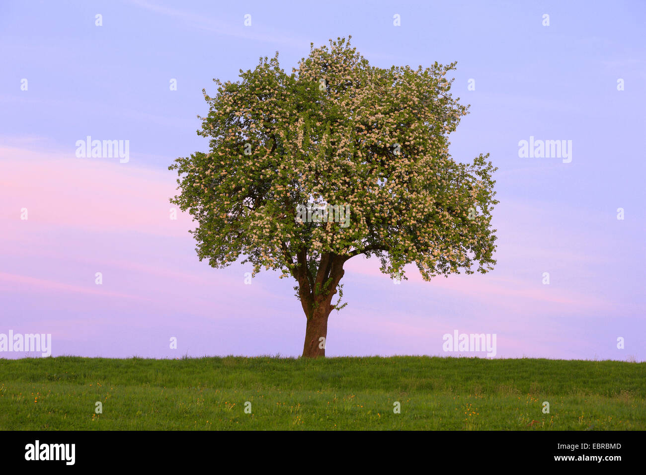 Pear tree in bloom pyrus communis hi-res stock photography and images ...