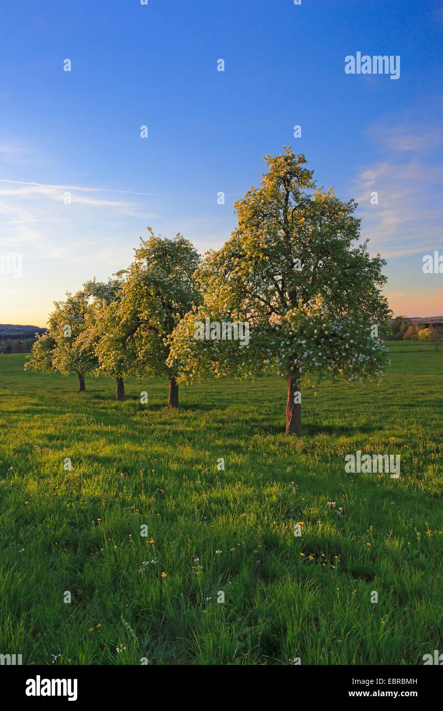 common pear (Pyrus communis), flowering pear trees in spring ...