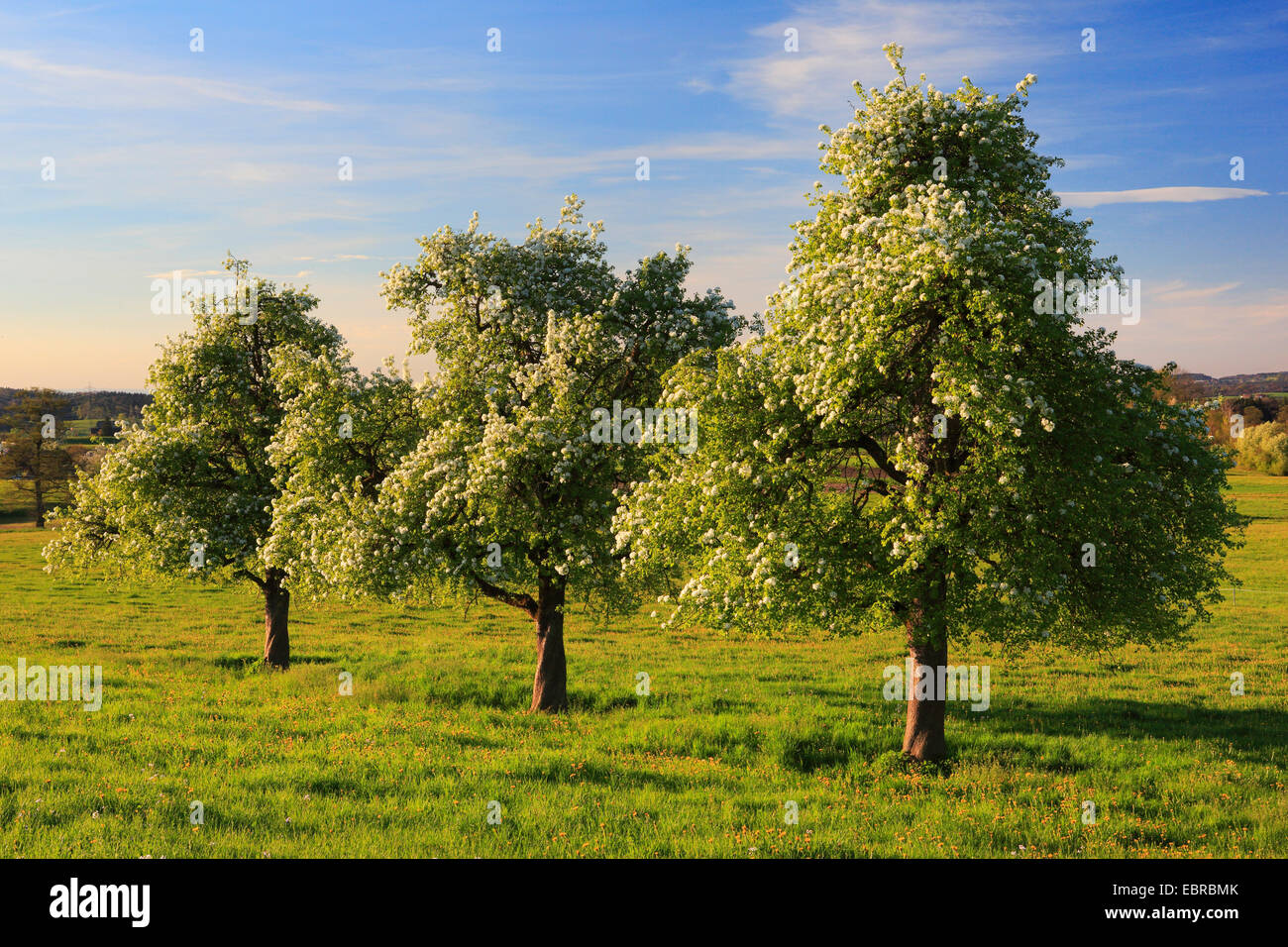 With pear trees in blossom pyrus communis hi-res stock photography and ...