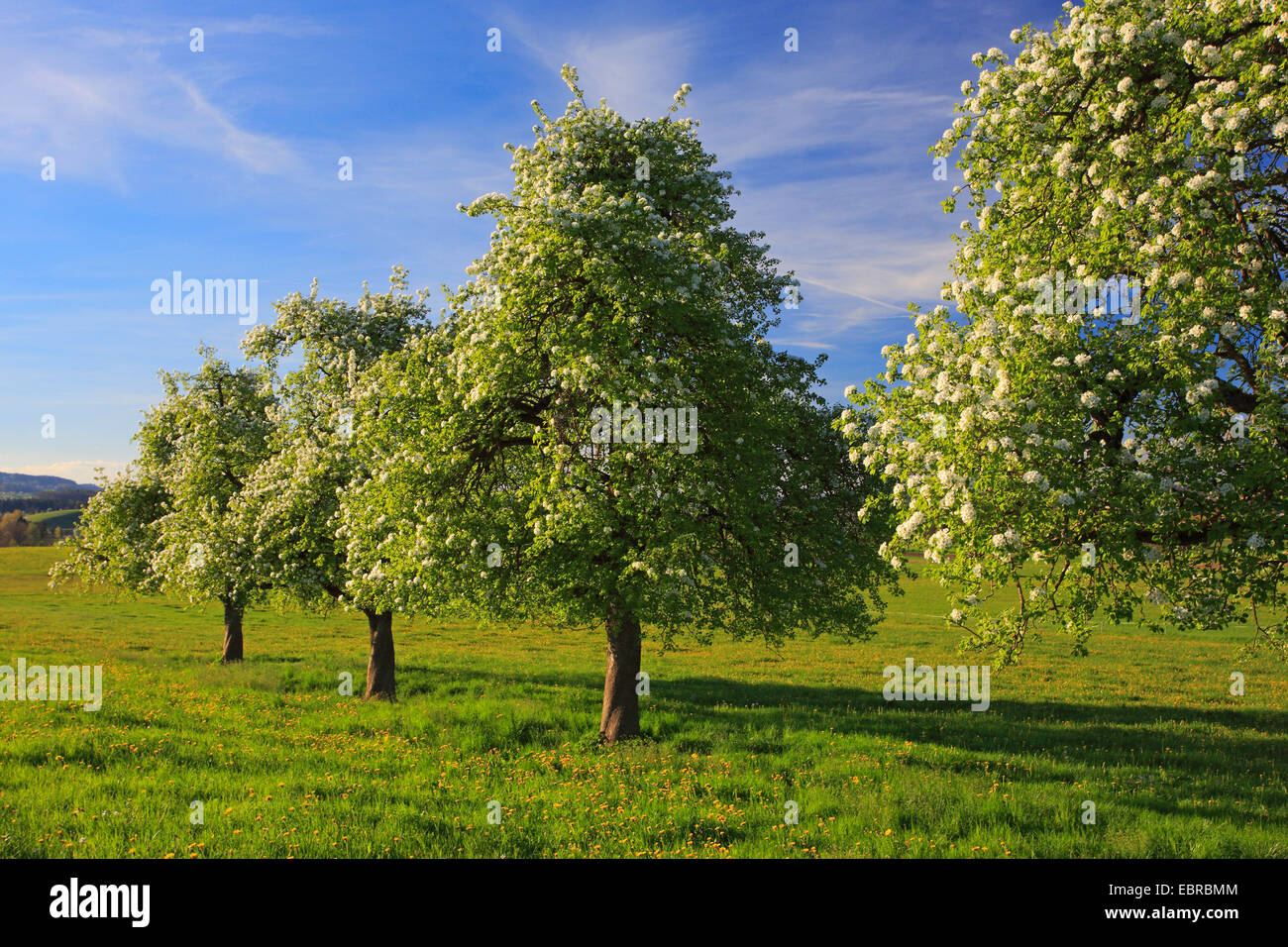 common pear (Pyrus communis), flowering pear trees in spring ...