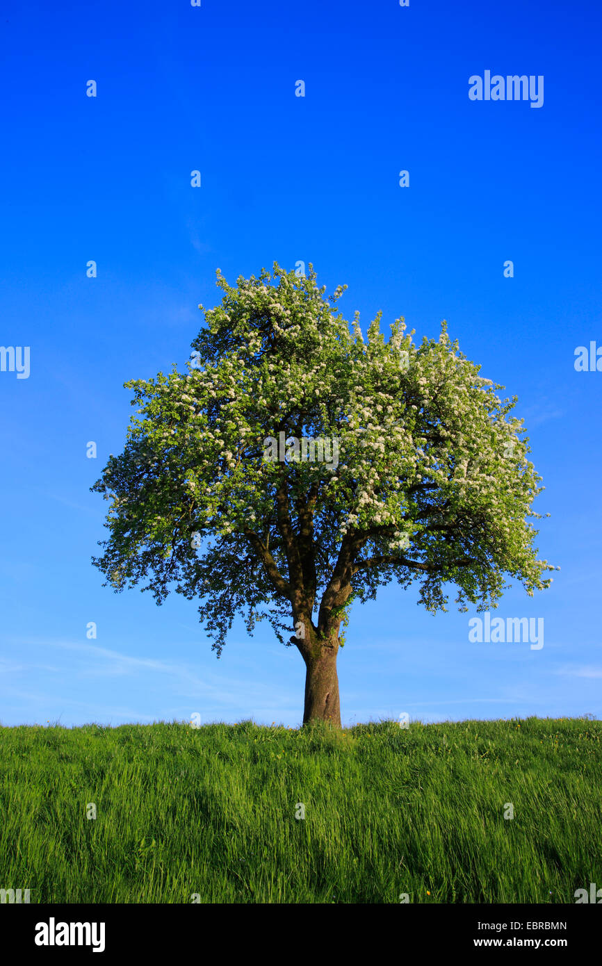 common pear (Pyrus communis), flowering pear tree in spring ...
