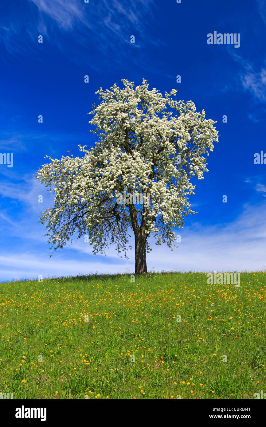 common pear (Pyrus communis), flowering pear tree in spring ...