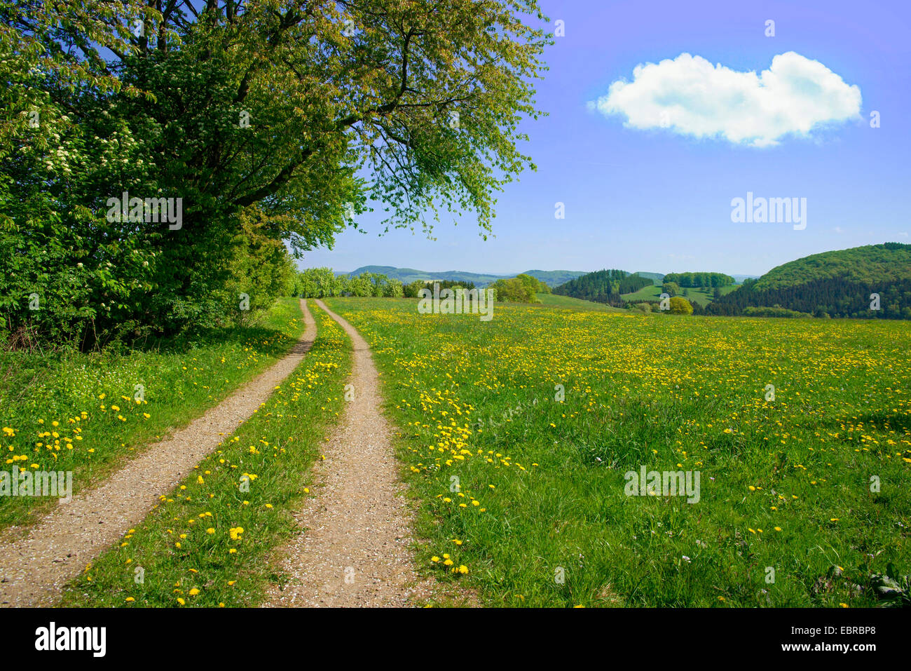 landscape near Boedefeld-Westernboedefeld in spring, Germany, North ...