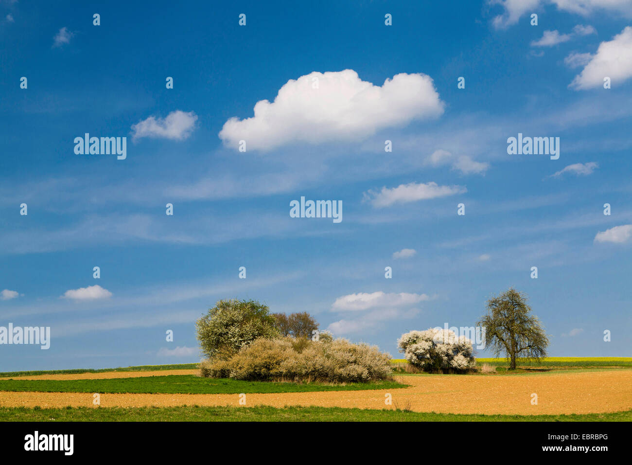 landscape with fields and hedges in spring, Germany, Baden-Wuerttemberg ...