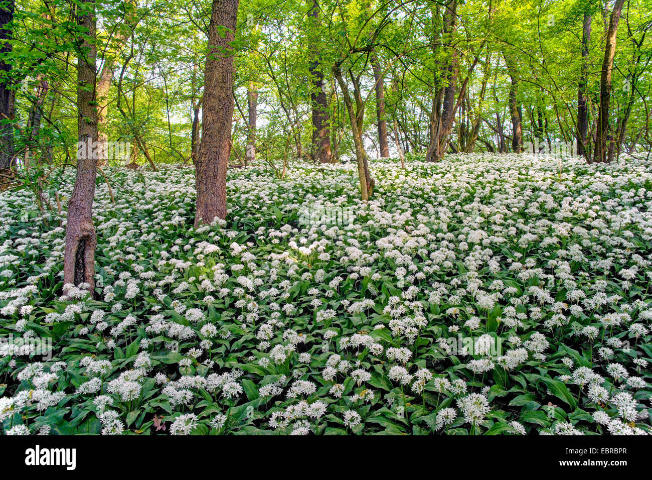 ramsons, buckrams, wild garlic, broad-leaved garlic, wood garlic, bear ...