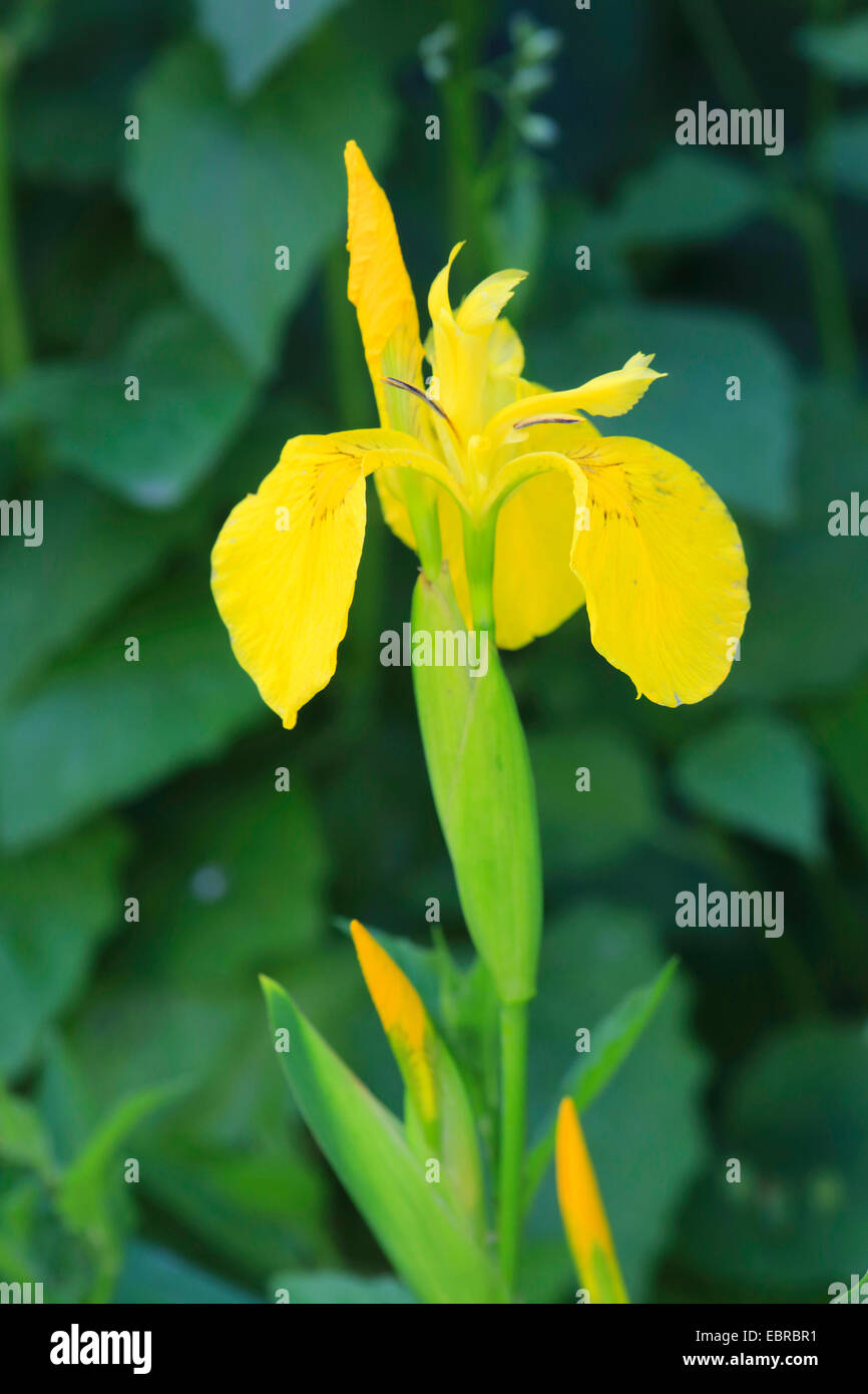Yellow flag plant hi-res stock photography and images - Alamy