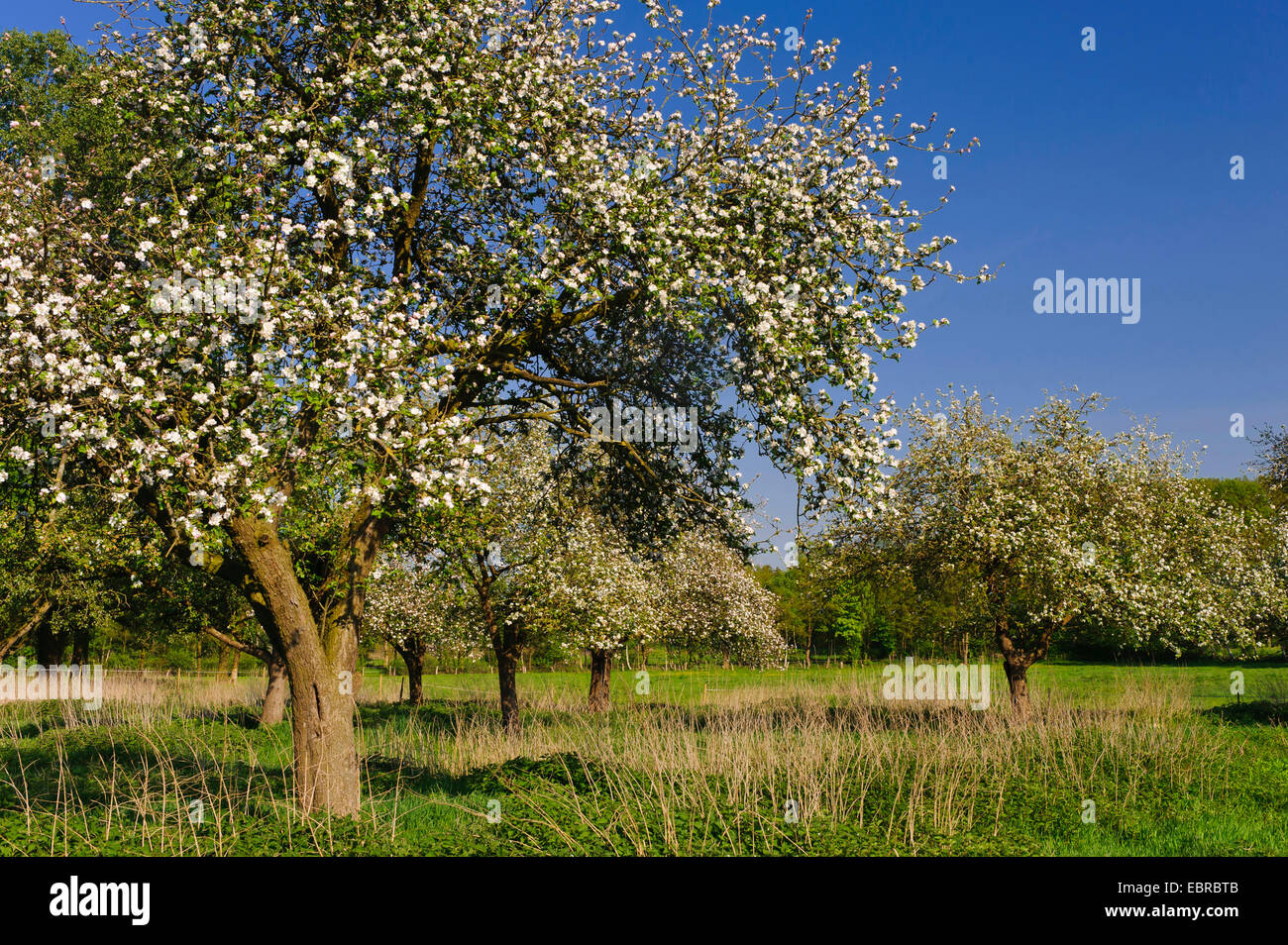 apple tree (Malus domestica), blooming apple tree in a meadow, Germany ...