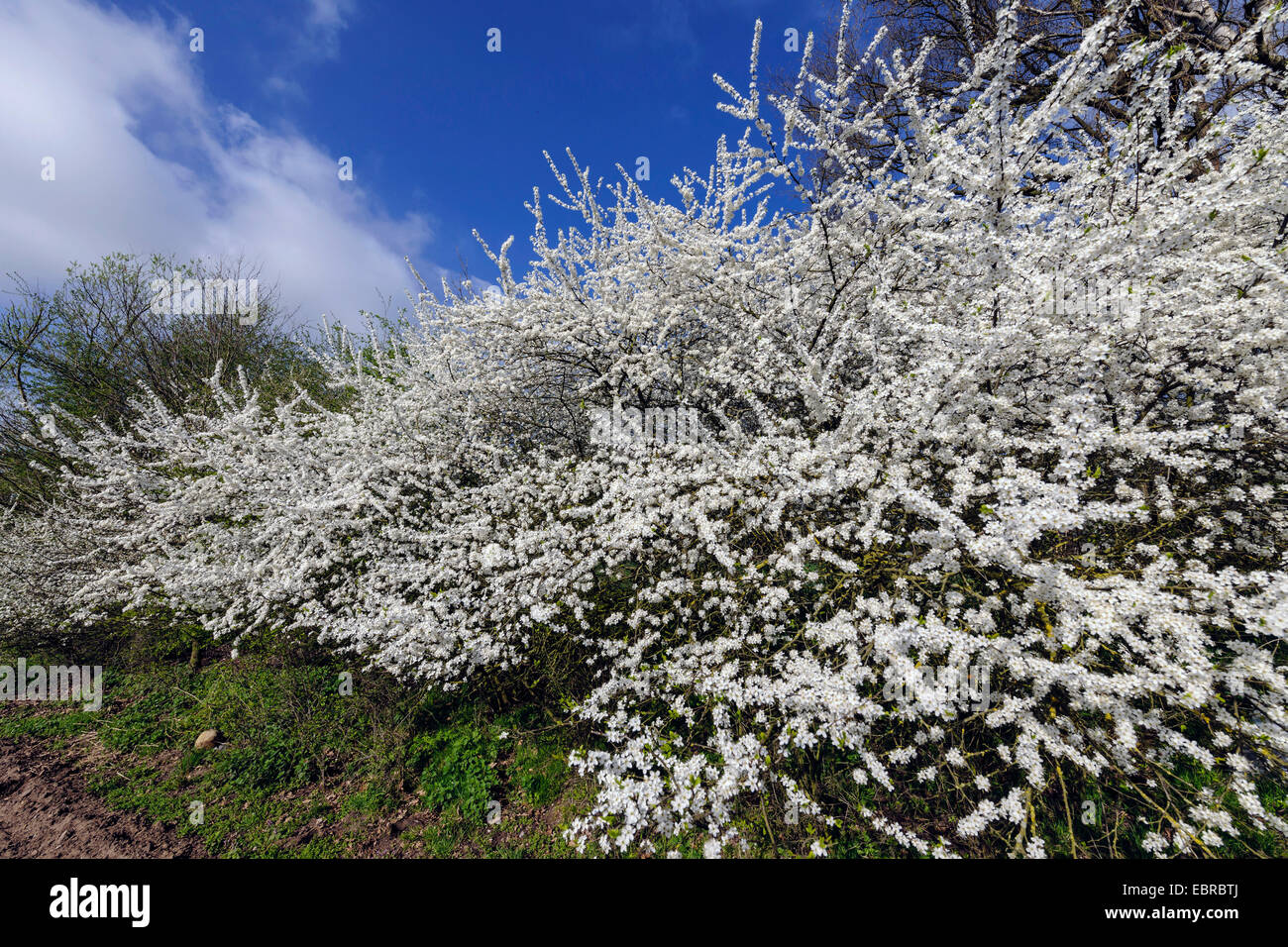 Prunus Spinosa Hedge