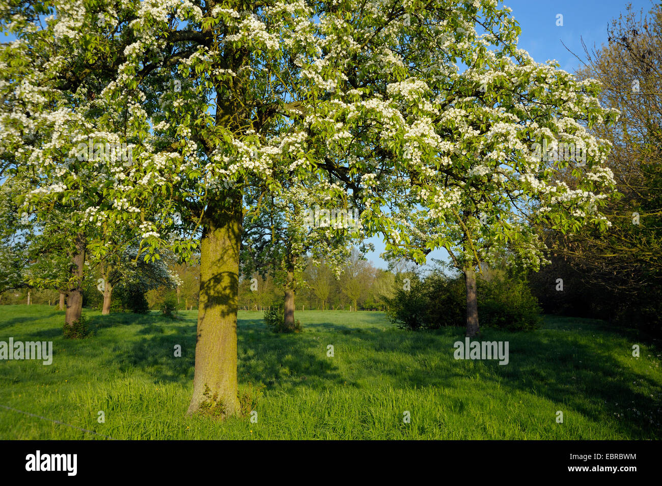 Orchard pear tree white hi-res stock photography and images - Alamy