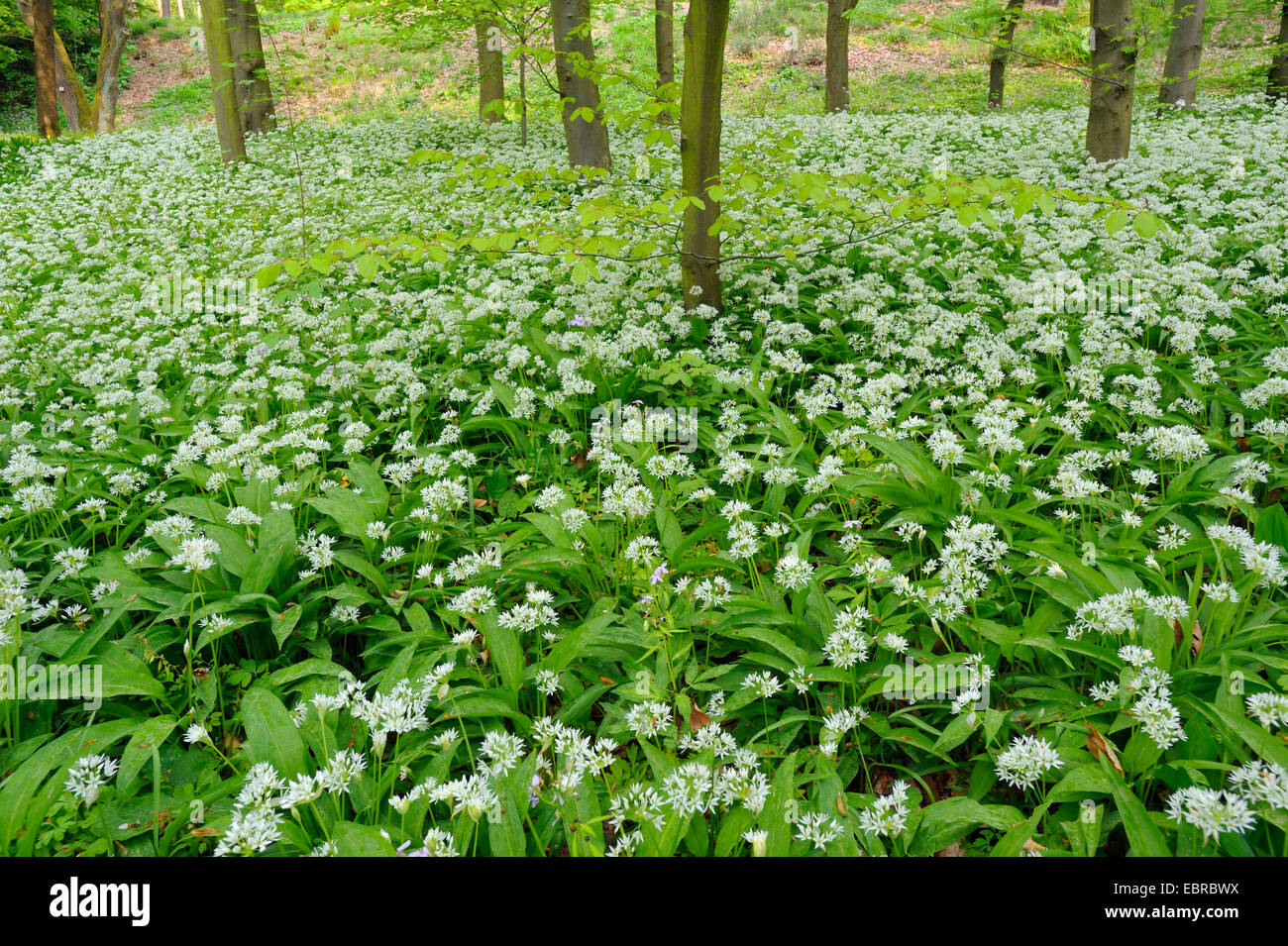 ramsons (Allium ursinum), blooming on the forest ground, Germany, North ...