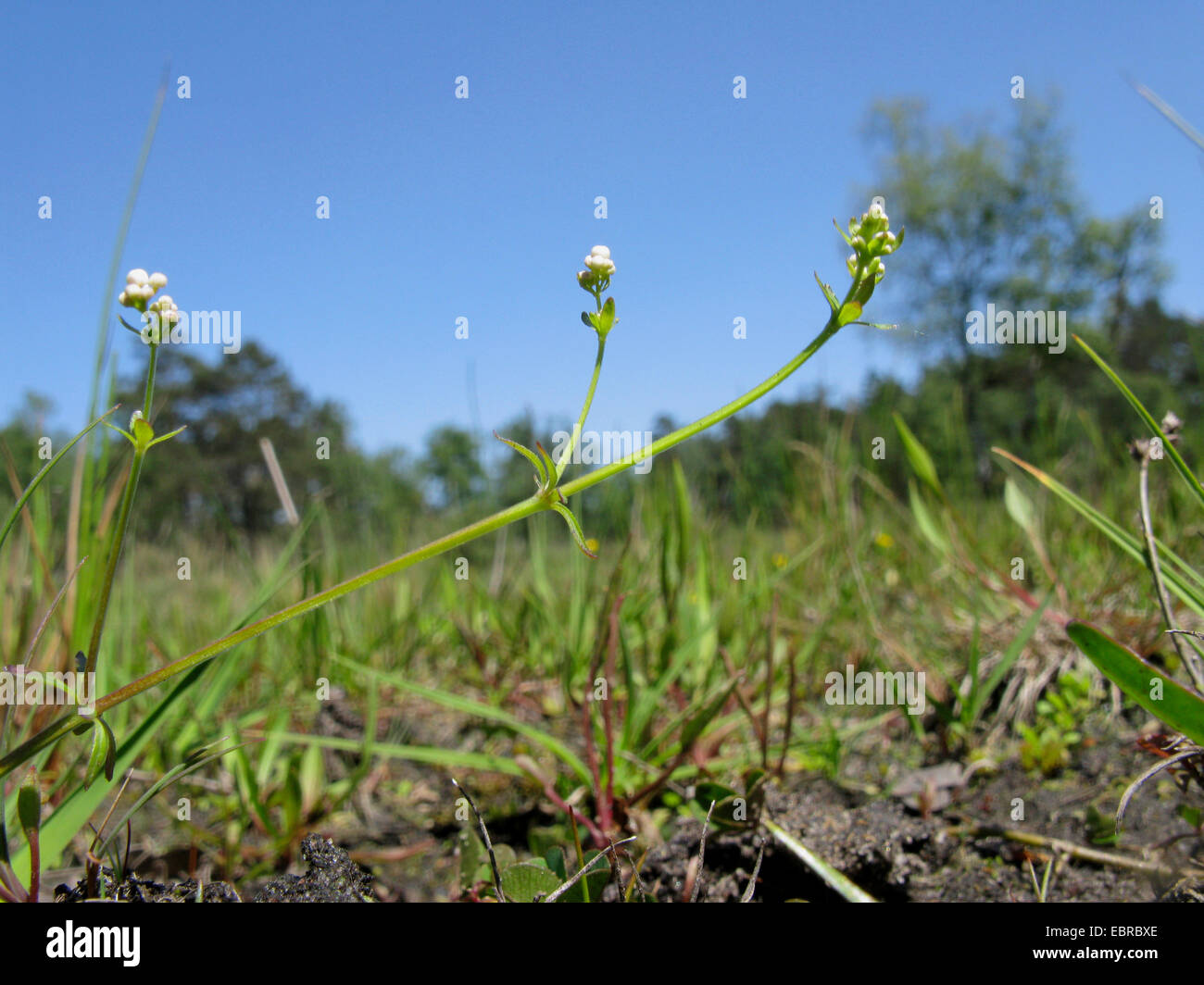 Common Marsh bedstraw, Common Marsh-bedstraw (Galium palustre, Galium ...