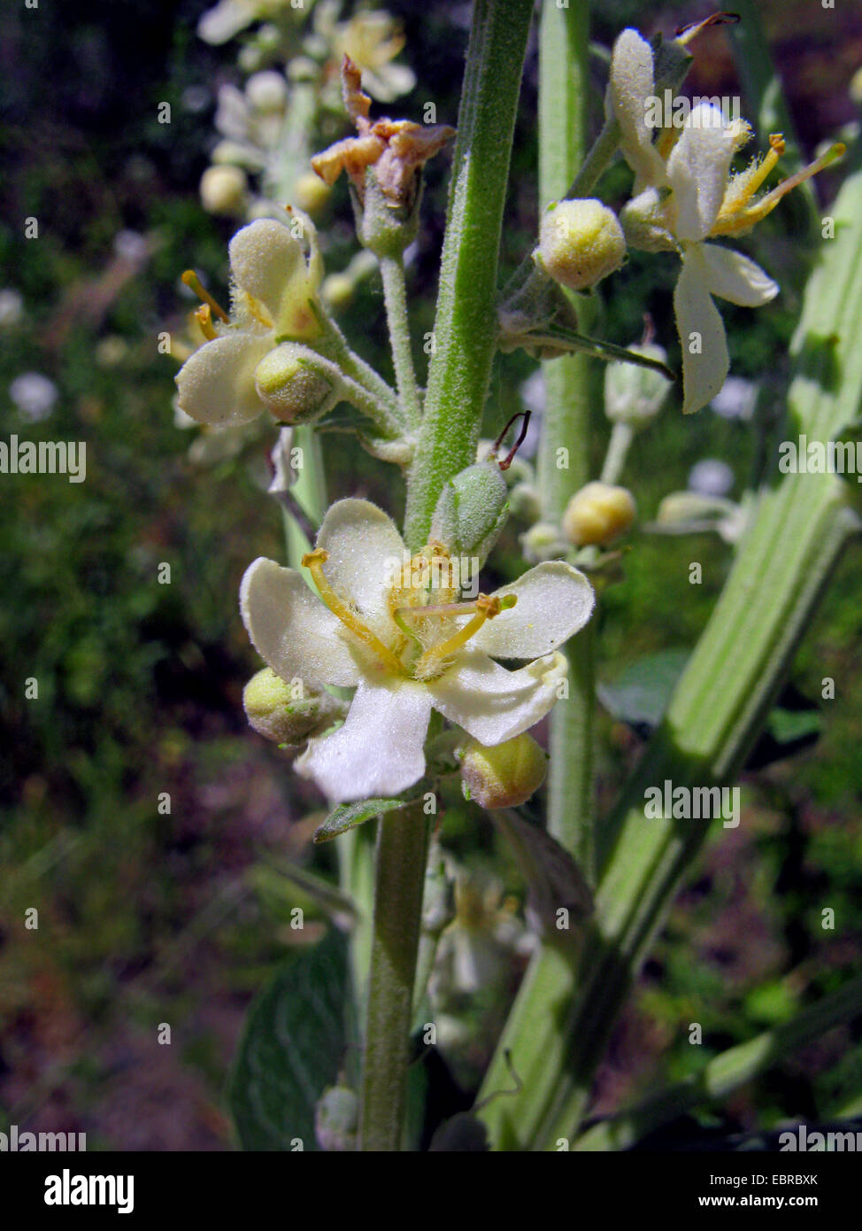 white mullein, dark mullein (Verbascum lychnitis), flower, Germany ...