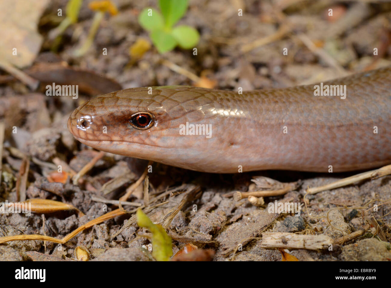 Eastern slow worm, blindworm, slow worm (Anguis fragilis colchica ...