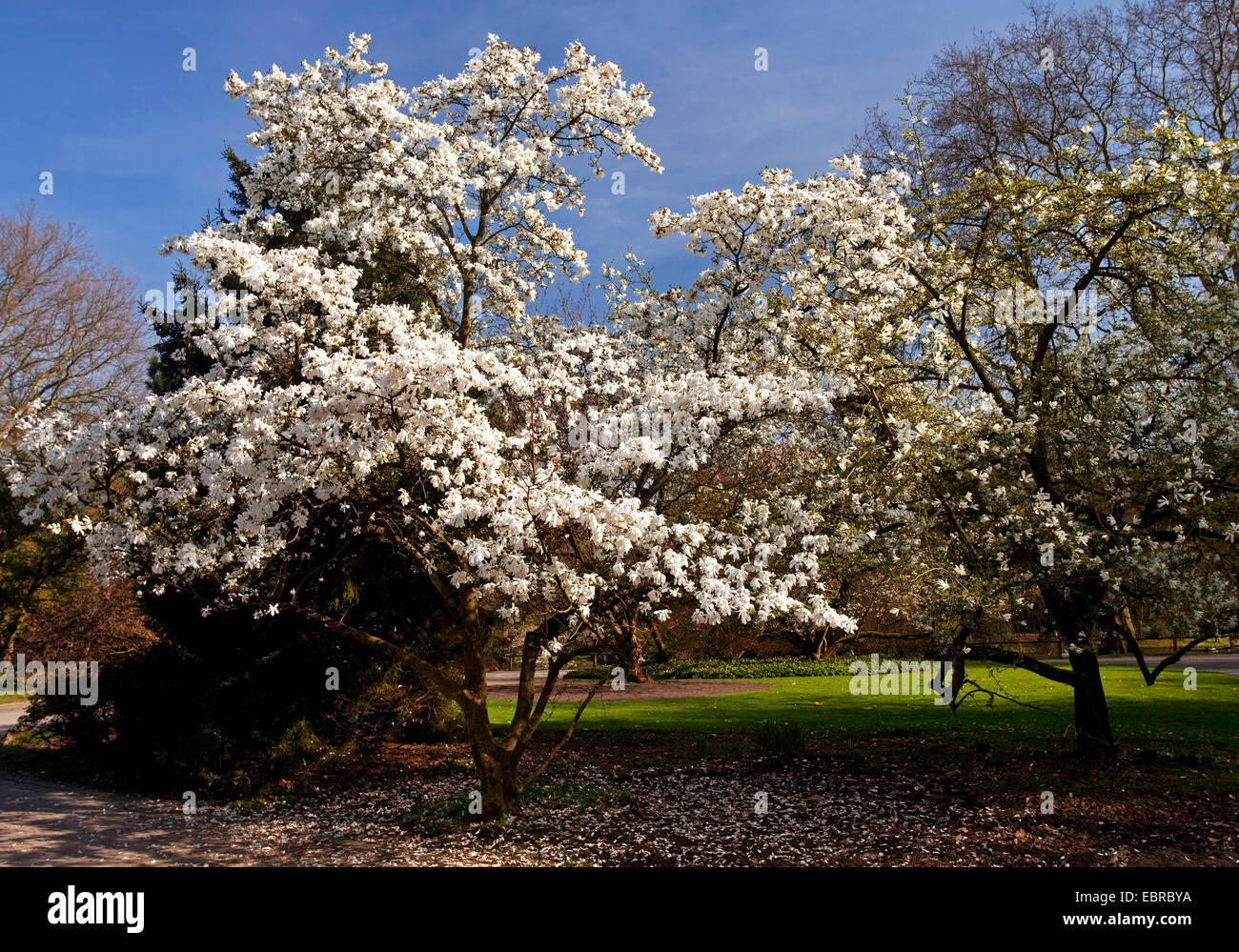 star magnolia (Magnolia stellata), blooming tree in botanical garden ...