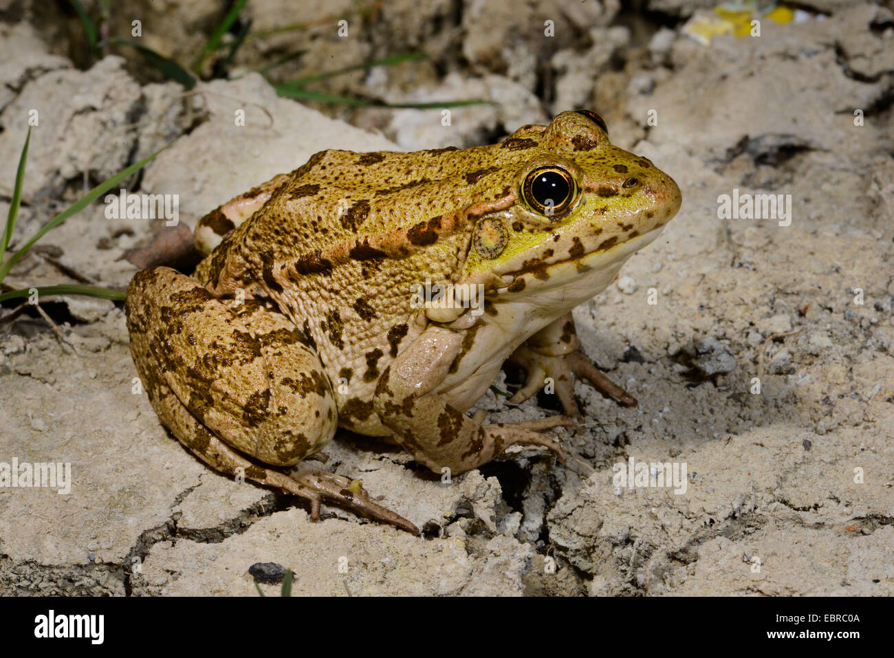 marsh frog, lake frog (Rana ridibunda, Pelophylax ridibundus), sitting ...
