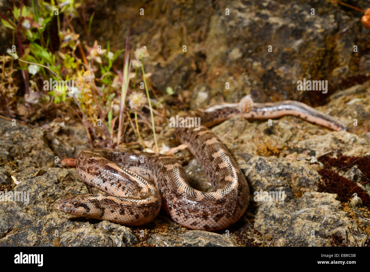 Ground boa snake hi-res stock photography and images - Alamy