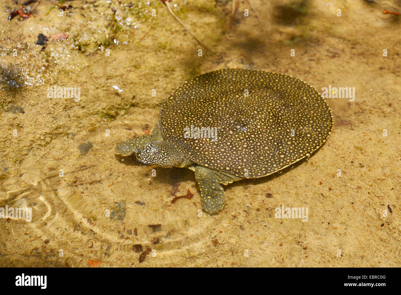 African softshell turtle, Nile softshell turtle (Trionyx triunguis ...