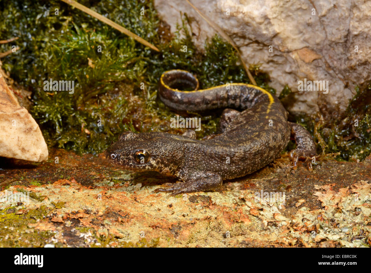 Italian warty newt (Triturus ivanbureschi, Triturus karelinii arntzenii ...