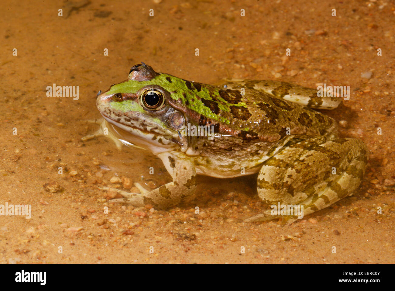 marsh frog, lake frog (Rana ridibunda, Pelophylax ridibundus), sitting ...