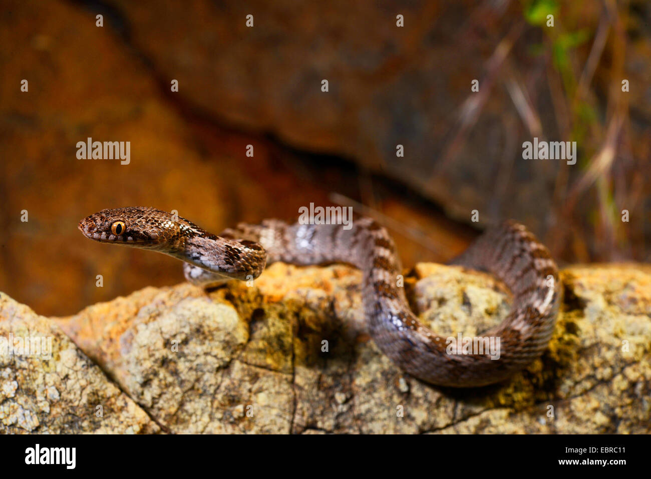 Winding serpents hi-res stock photography and images - Alamy