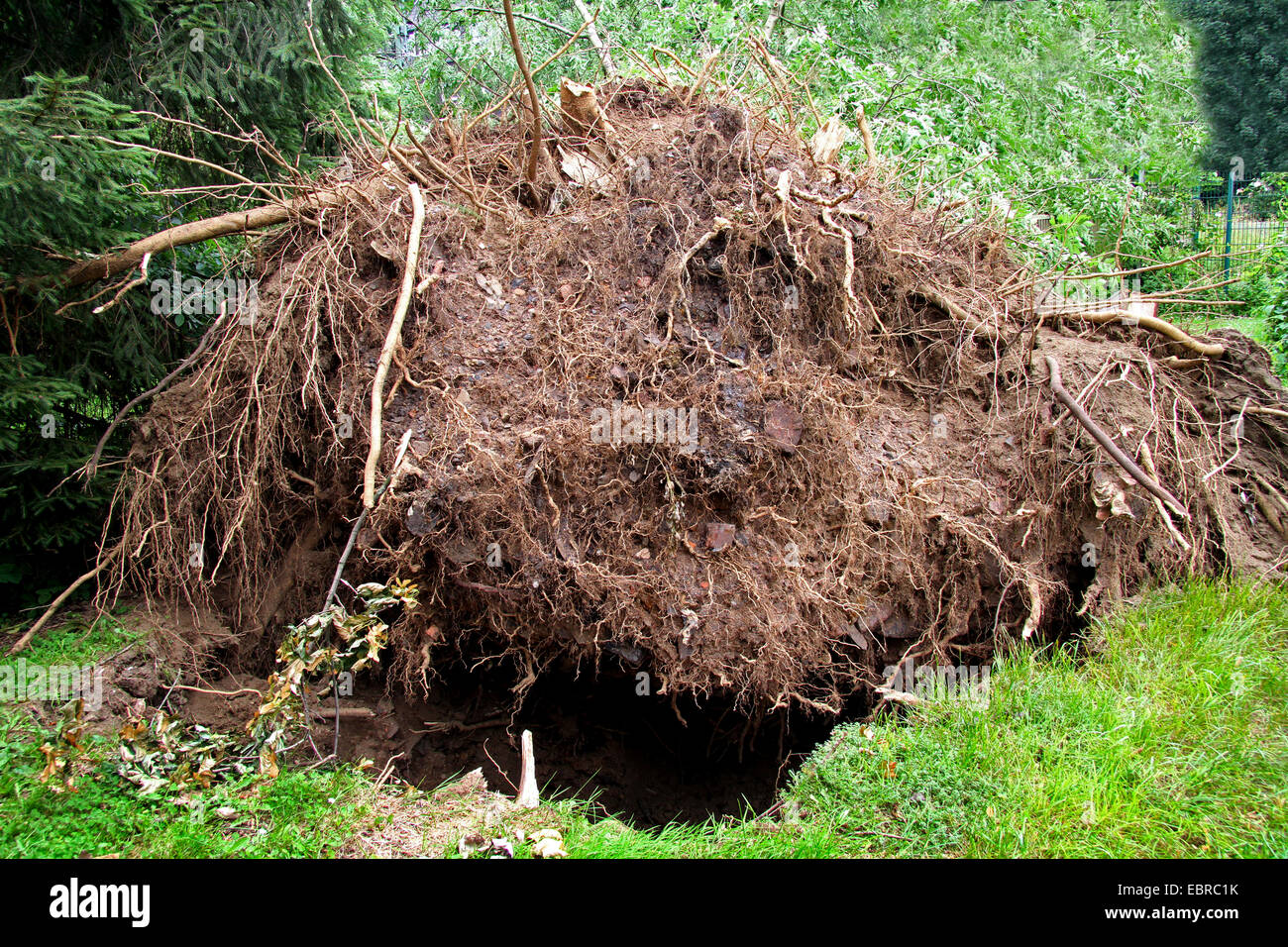 Ash tree root hi-res stock photography and images - Alamy