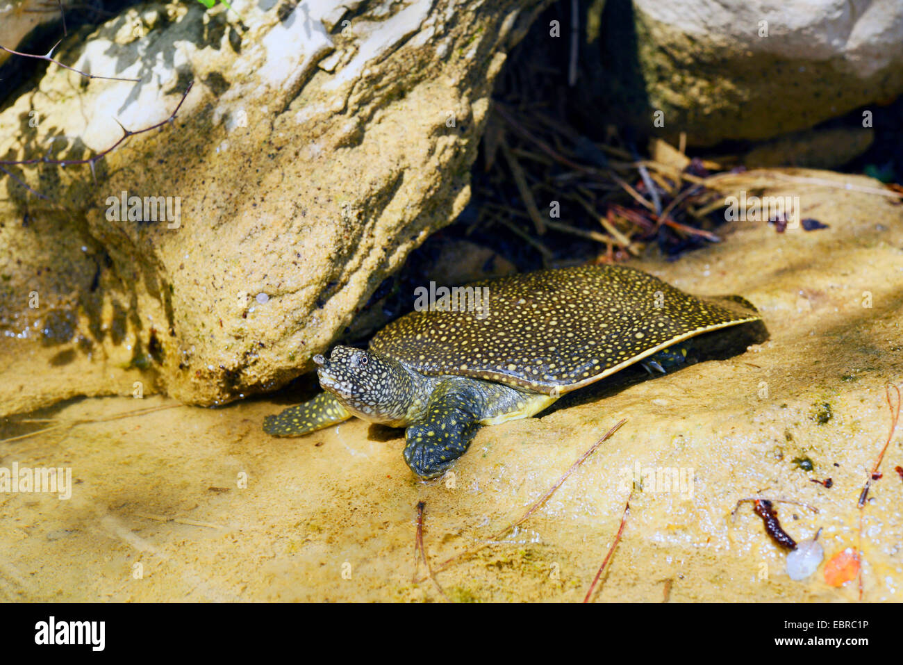 African softshell turtle, Nile softshell turtle (Trionyx triunguis ...