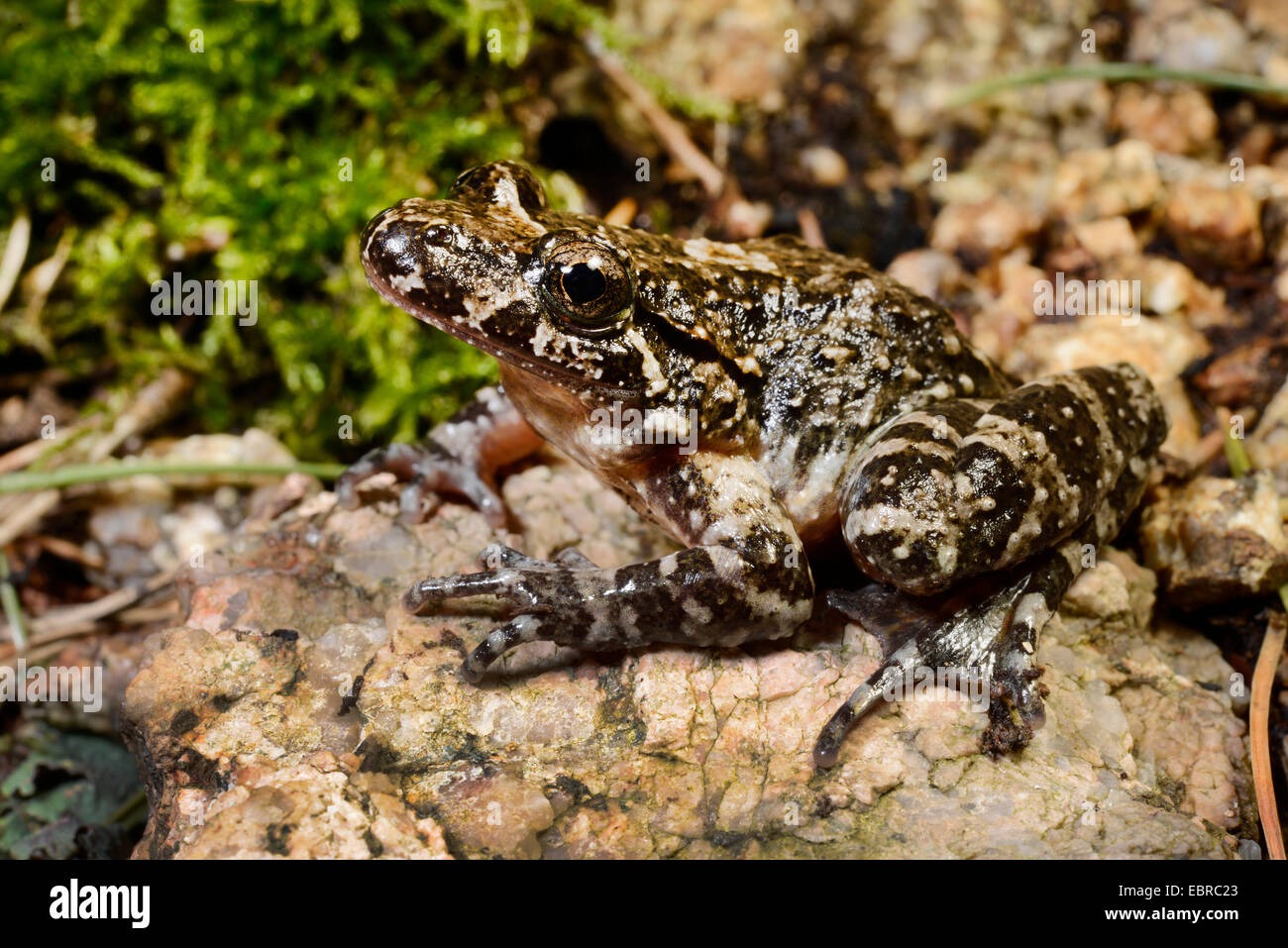 Tyrrhenian painted frog (Discoglossus sardus), on a stone, France ...