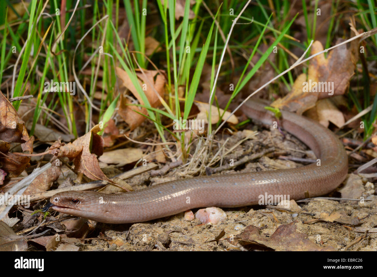 Eastern slow worm, blindworm, slow worm (Anguis fragilis colchica ...