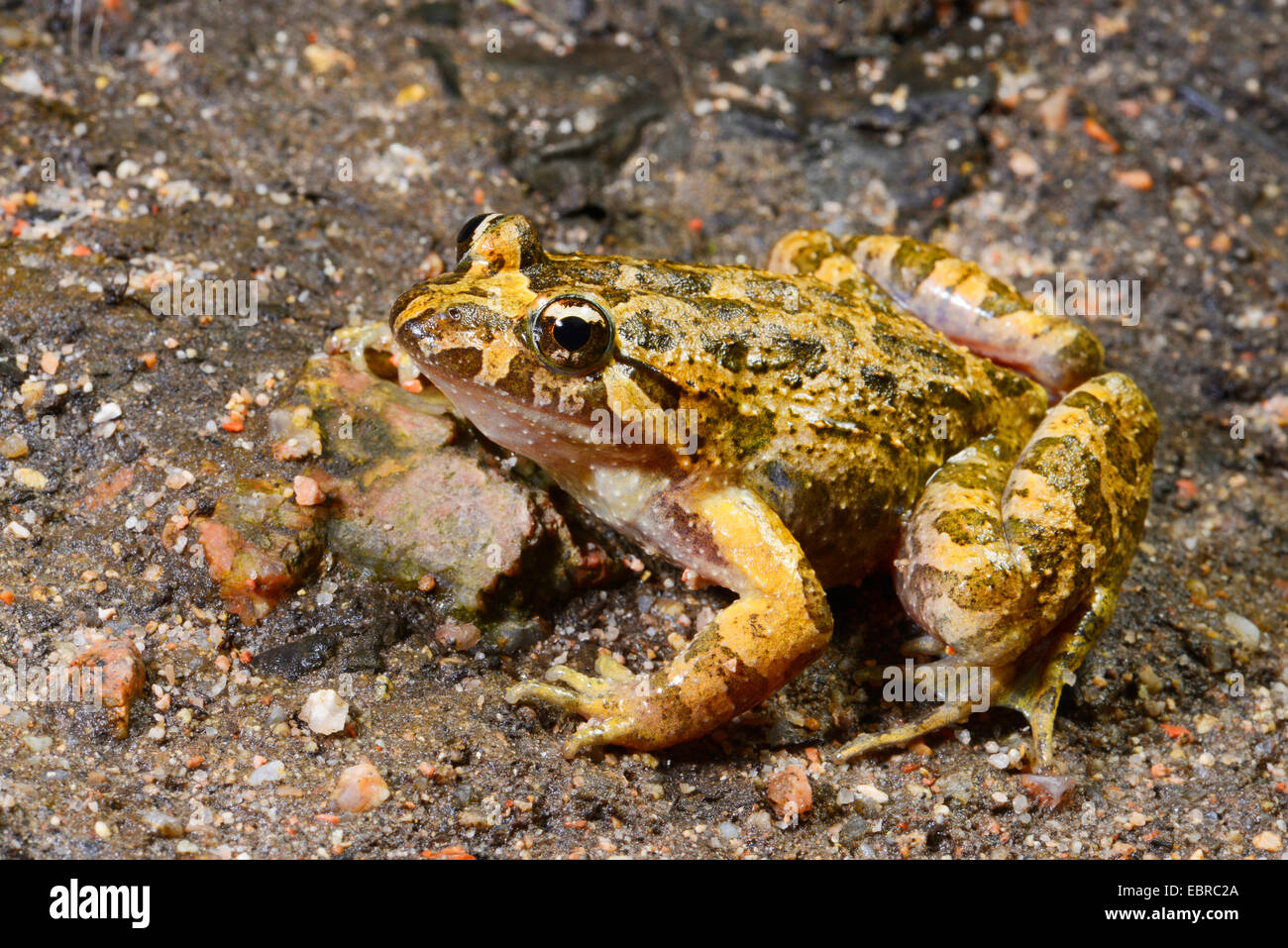 Tyrrhenian painted frog (Discoglossus sardus), on the ground, France ...