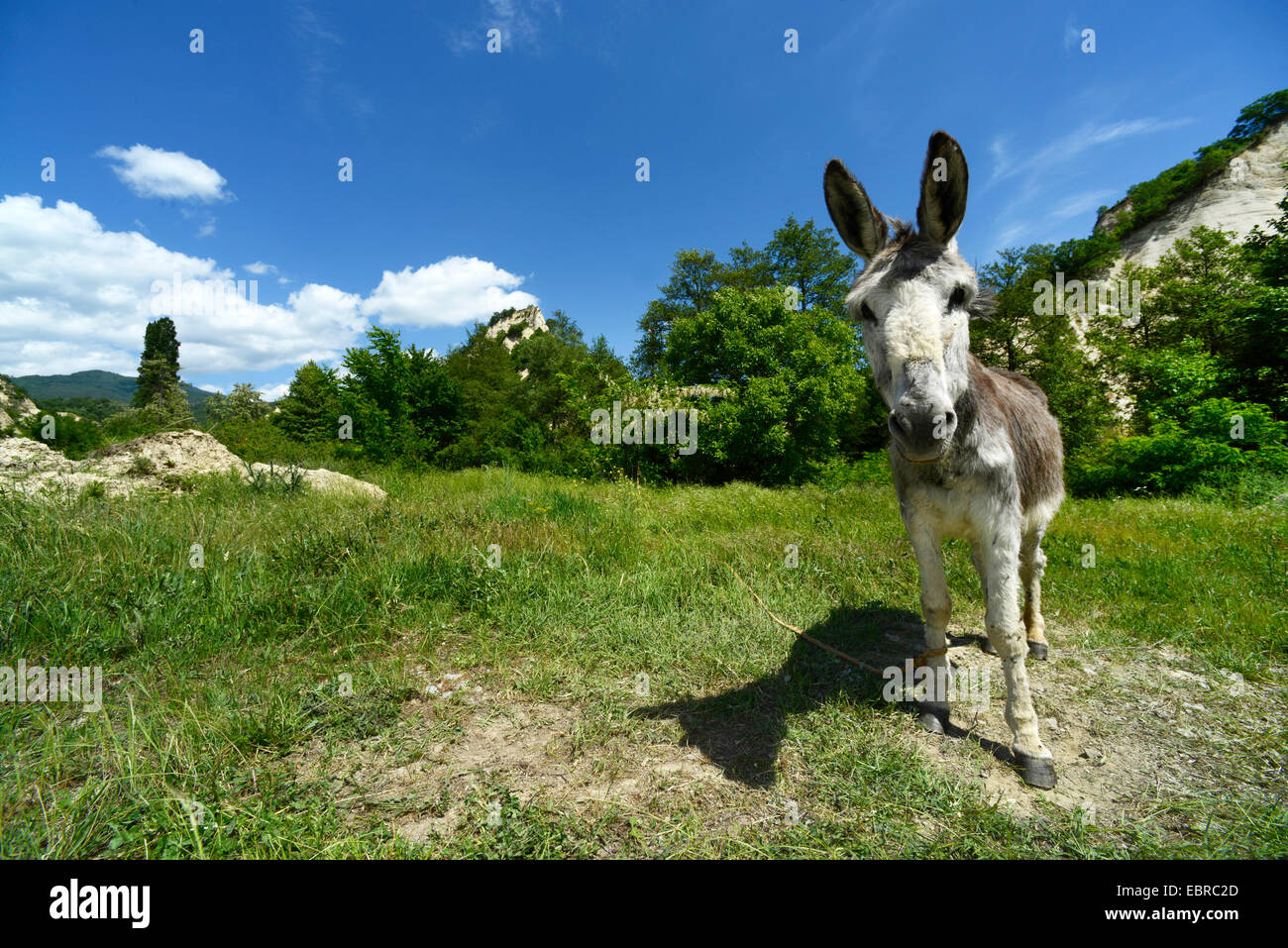 Donkey stands hi-res stock photography and images - Alamy