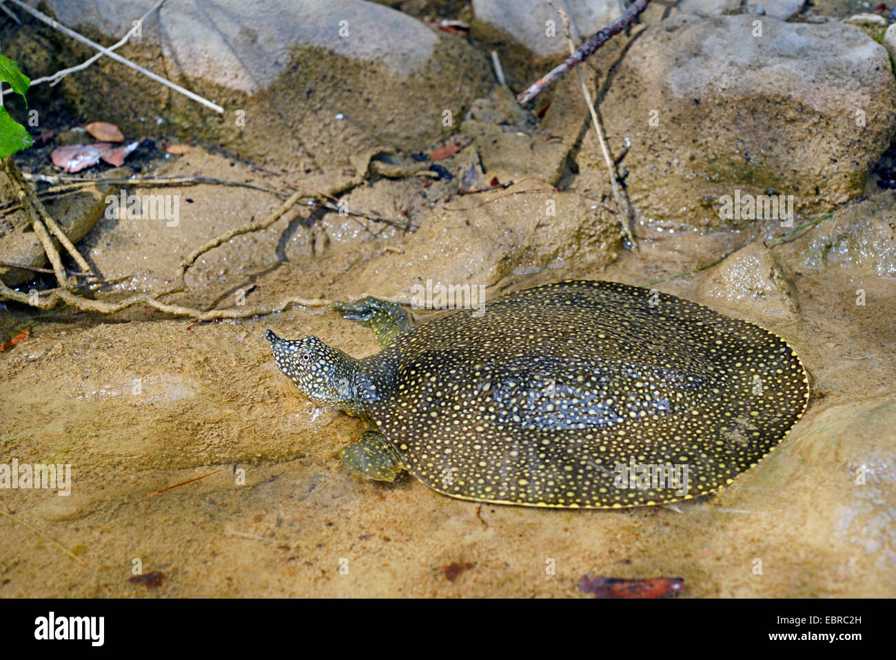 African softshell turtle, Nile softshell turtle (Trionyx triunguis ...