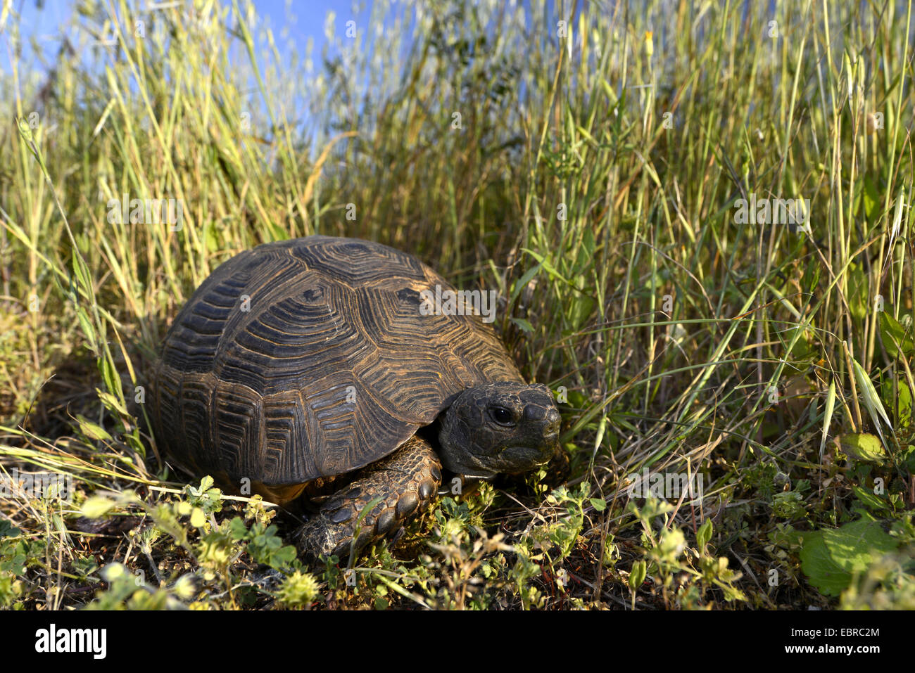 Eurasian Spur-thighed tortoise, Mediterranean spur-thighed tortoise ...